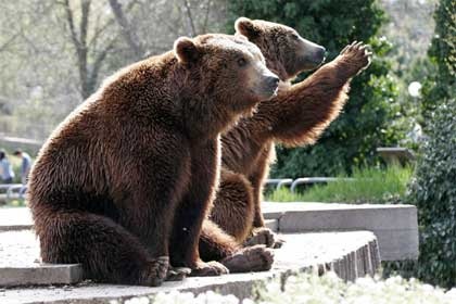 Zoo Aquarium in Madrid Spain